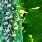 Best Tree Net to Catch Fruit Falling from Trees [2023 Updated]