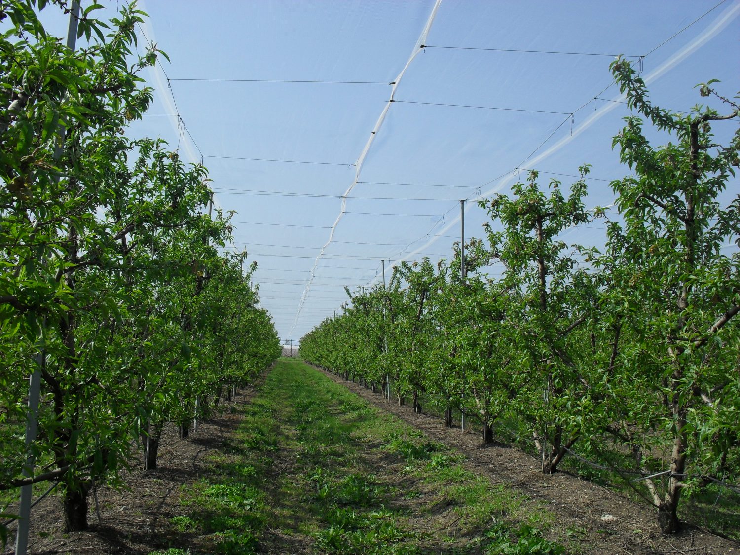 Hail Netting for Orchards & Vineyards | Factory Price | Wholesale