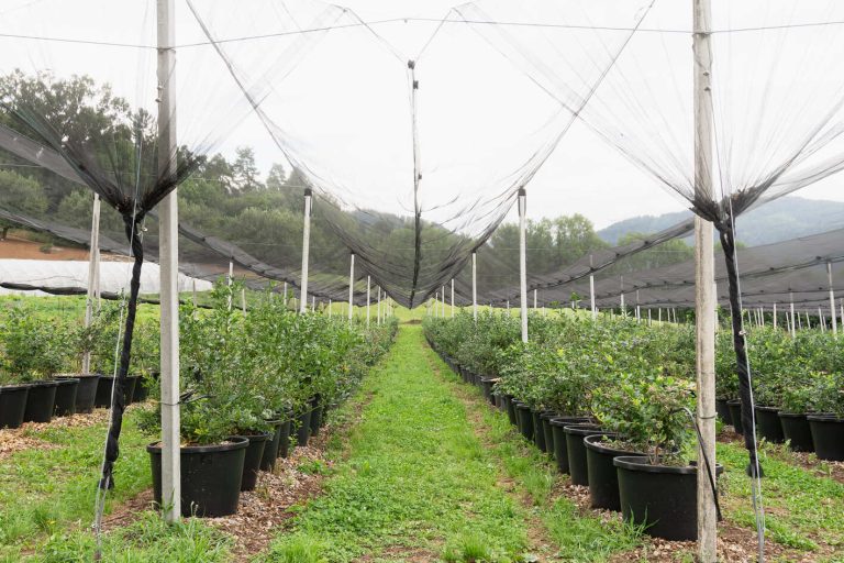 Blueberry Netting Guide 2025: Best Materials, Mesh Sizes & Setup Ideas ...