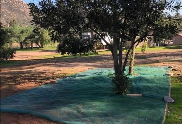 Best Tree Net to Catch Fruit Falling from Trees [2023 Updated]