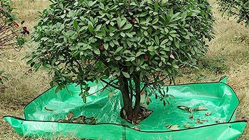 Best Tree Net to Catch Fruit Falling from Trees [2023 Updated]