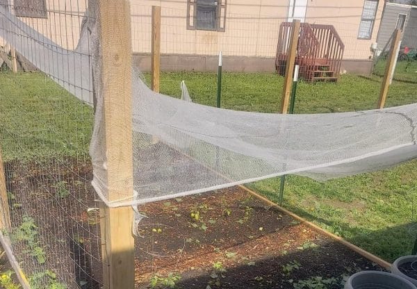 7 Methods to Protect Tomato from Hail & Wind Damage - INSONSHADE