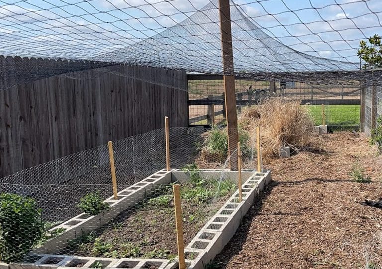 Blueberry Netting Ultimate Guide 2023: Keep Birds & Pests Away ...