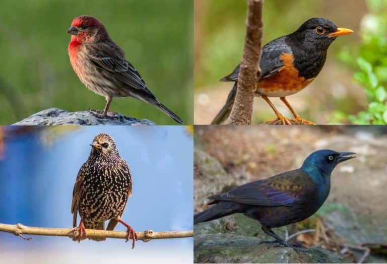 10+ Ways to Keep Birds Away from Your Blueberries | INSONSHADE