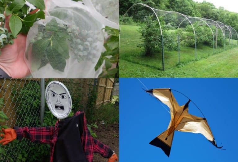 10+ Ways to Keep Birds Away from Your Blueberries | INSONSHADE