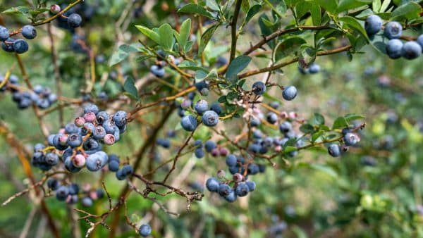 10+ Ways to Keep Birds Away from Your Blueberries | INSONSHADE