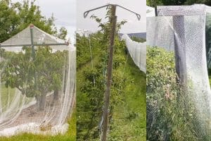 Blueberry Netting Ultimate Guide 2023: Keep Birds & Pests Away ...