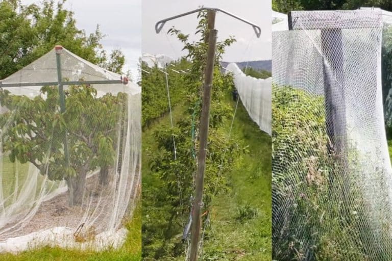 Blueberry Netting Ultimate Guide 2023: Keep Birds & Pests Away ...