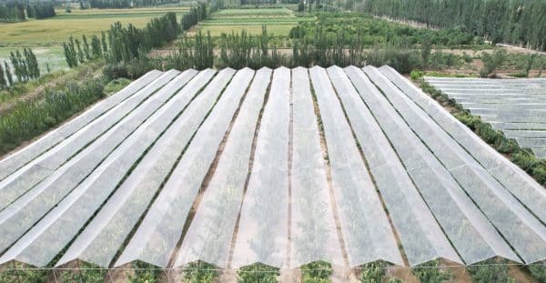 Blueberry Netting Ultimate Guide 2023: Keep Birds & Pests Away ...