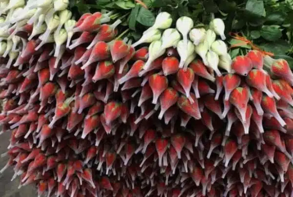 The Types of Agricultural Shade Nets & How to Choose | INSONSHADE