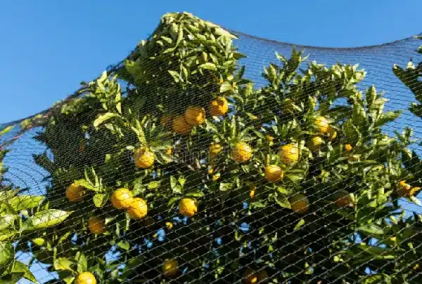 How to Choose Bird Nets for Your Vineyards | INSONSHADE