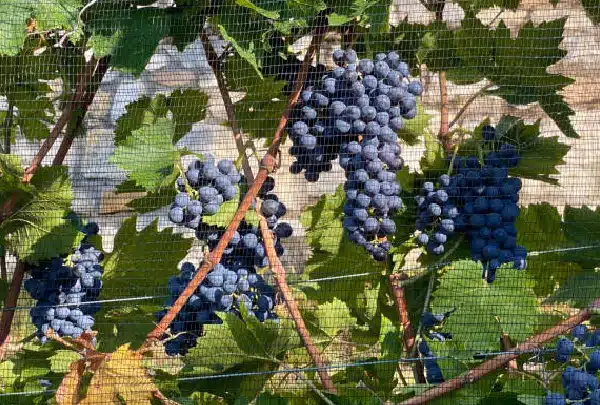 Blueberry Netting Ultimate Guide 2023: Keep Birds & Pests Away ...