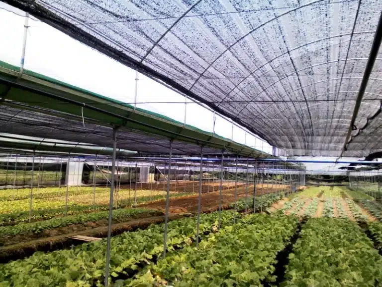 Agricultural Shade Cloth - Protect Your Greenhouse, Farm & Garden