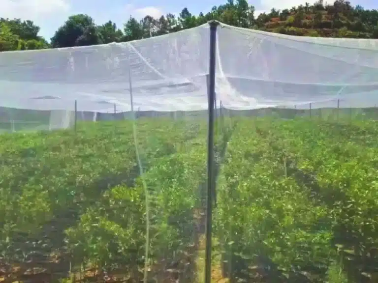 Hail Netting for Orchards & Vineyards | Factory Price