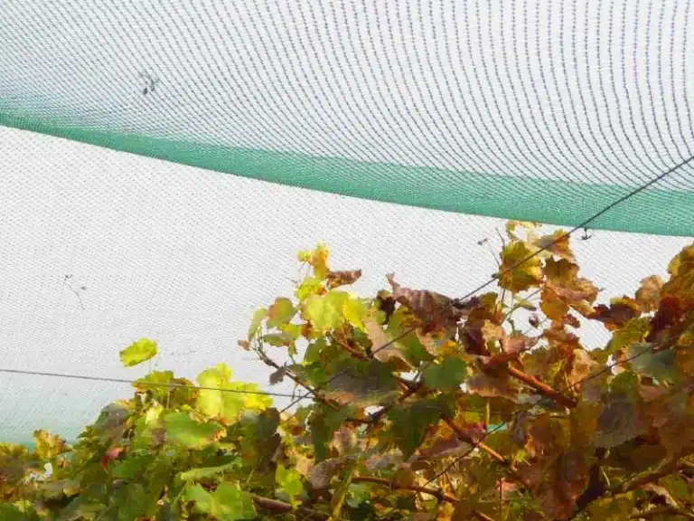Hail Netting for Orchards & Vineyards | Factory Price