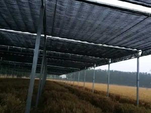 Importance of Shading in Agriculture for Africa (Kenya, Botswana ...