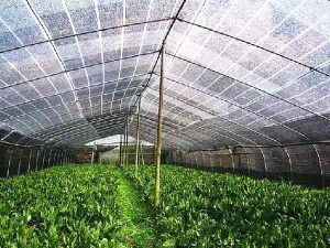 Types of Shade Net Houses: Which One Is Right for Your Farm? | INSONSHADE
